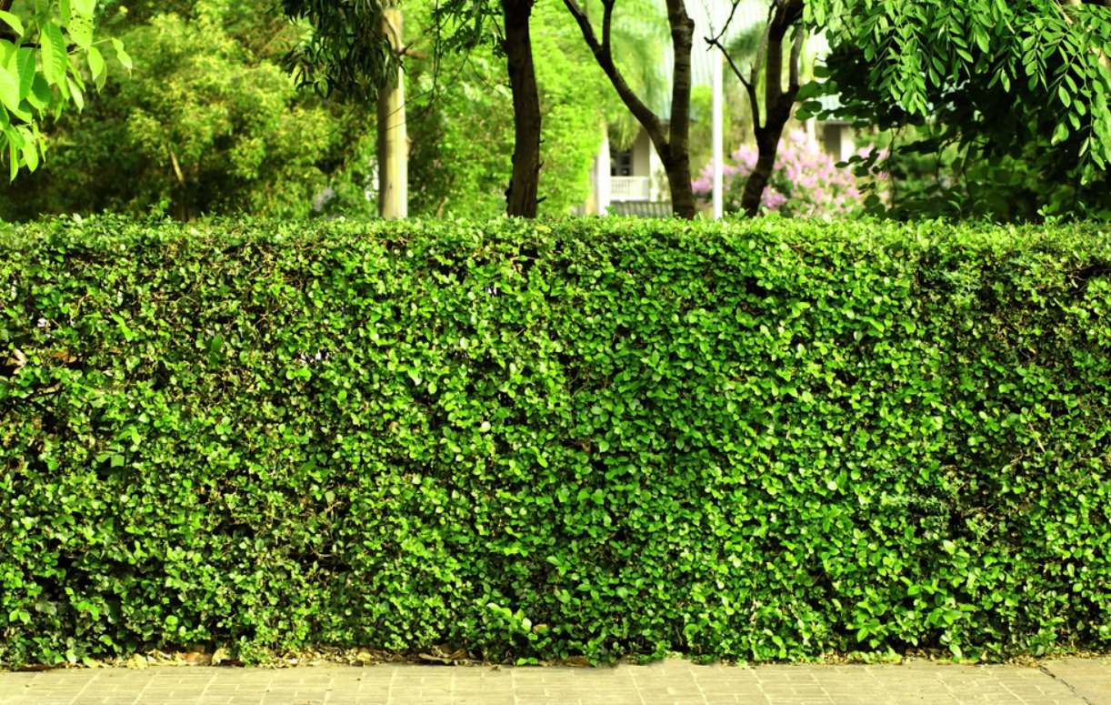 Nos conseils pour faire une clôture naturelle