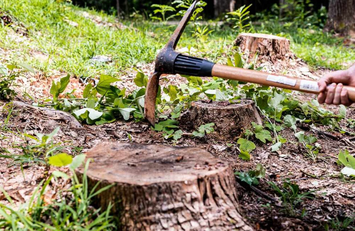 Comment dessoucher un arbre ? Conseil et tarif