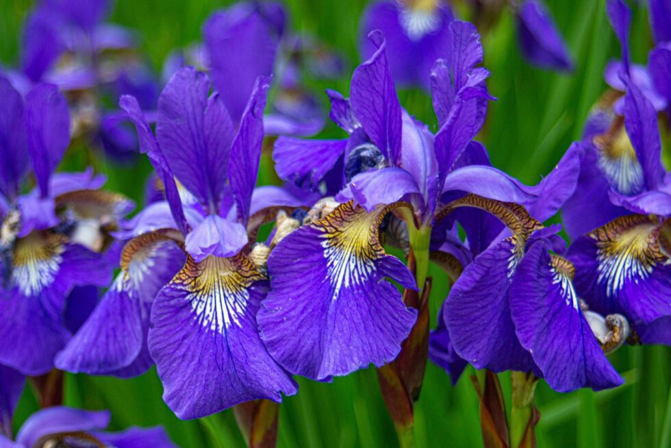 Planter des iris le long d'un mur : comment faire? Nos conseils