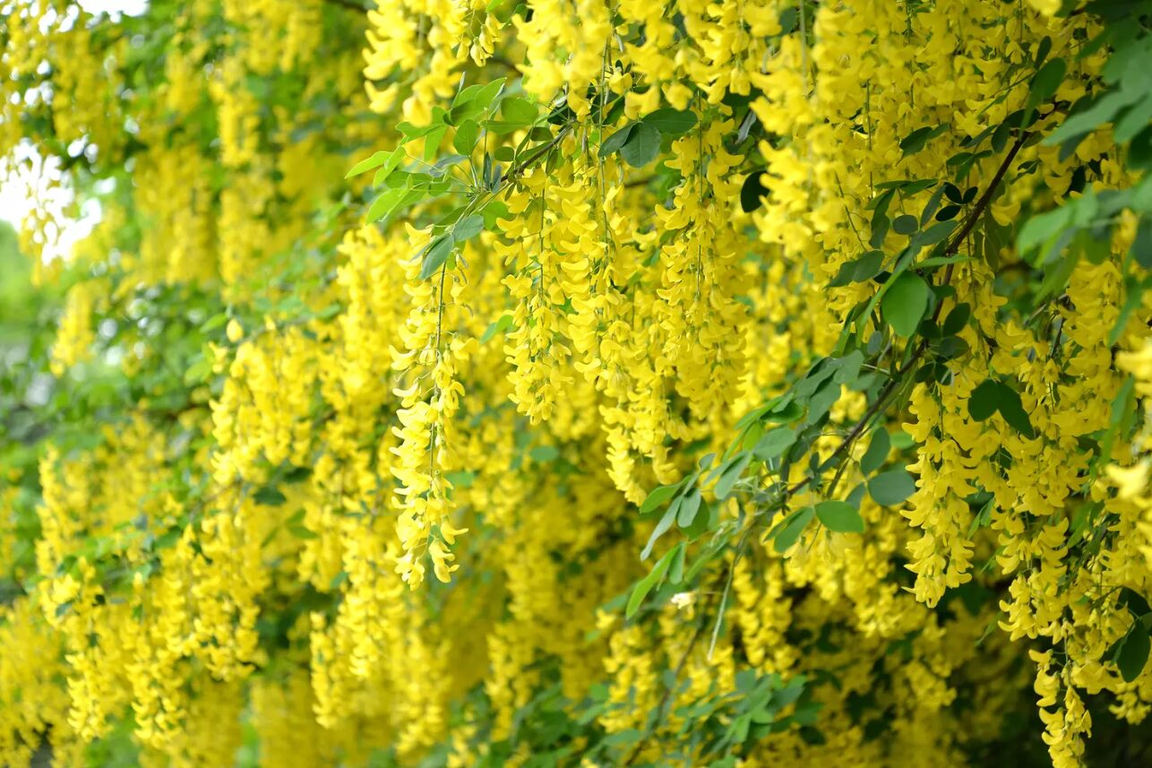 Découvrez le guide pour taille un cytise